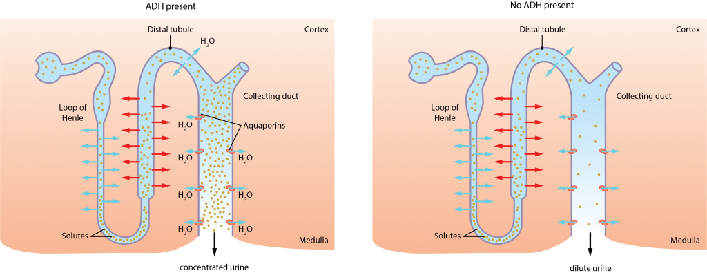 TEAS Science Test - The Urinary System