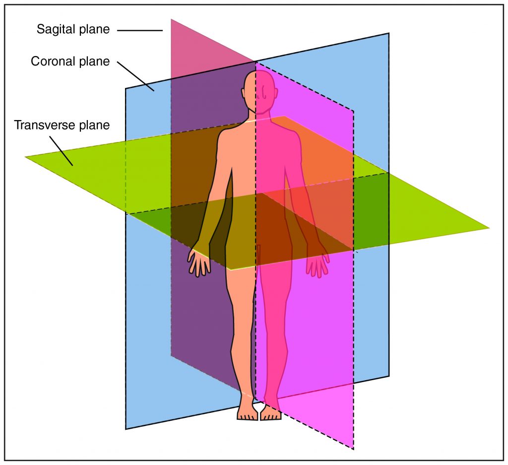 TEAS Science - Organization of the Human Body