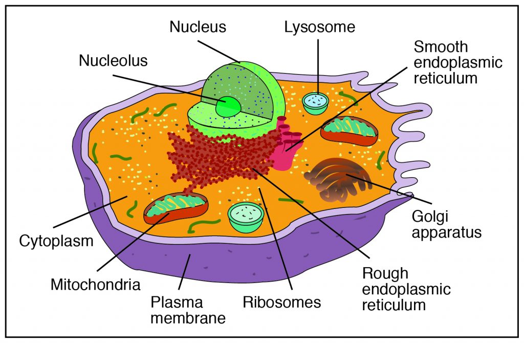 TEAS Science - Cell Structure, Function, and Type