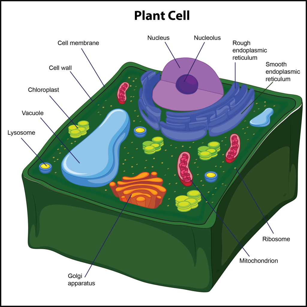 TEAS Science - Cell Structure, Function, and Type