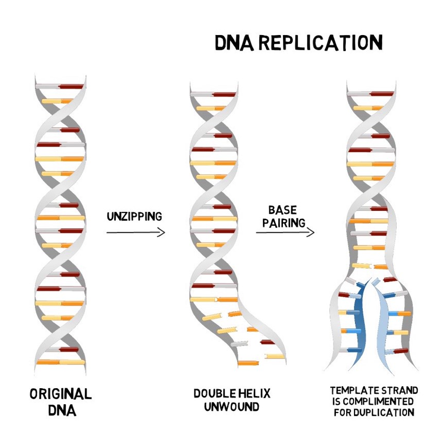 TEAS 7 Science Review - Genetics and DNA