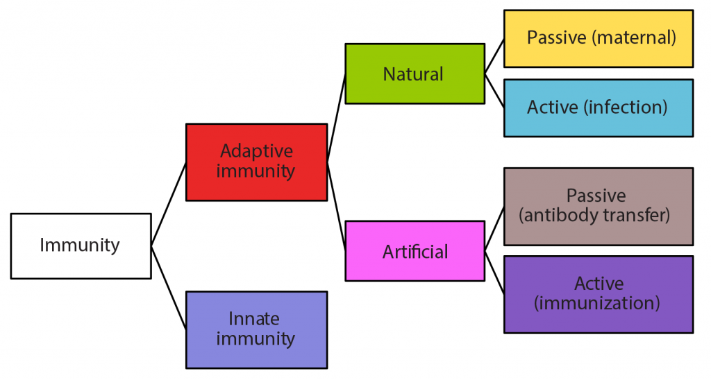 TEAS Science Section - The Lymphatic System