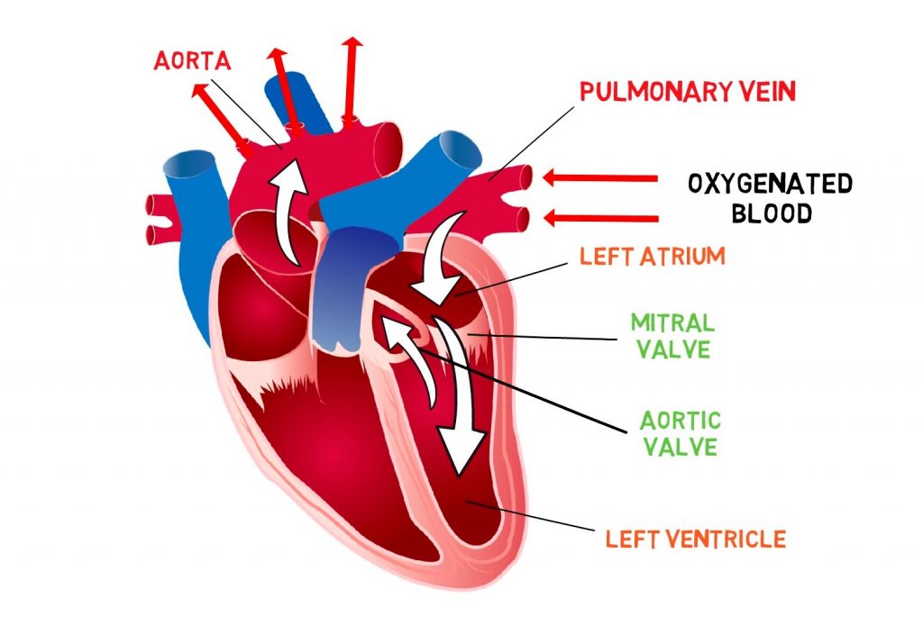 ATI TEAS Science - The Cardiovascular System