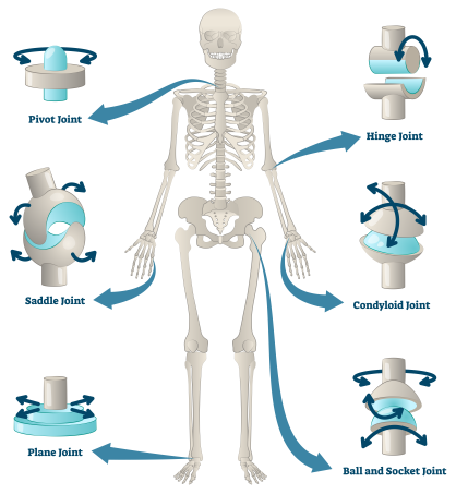 Science Teas Test - The Muscular System