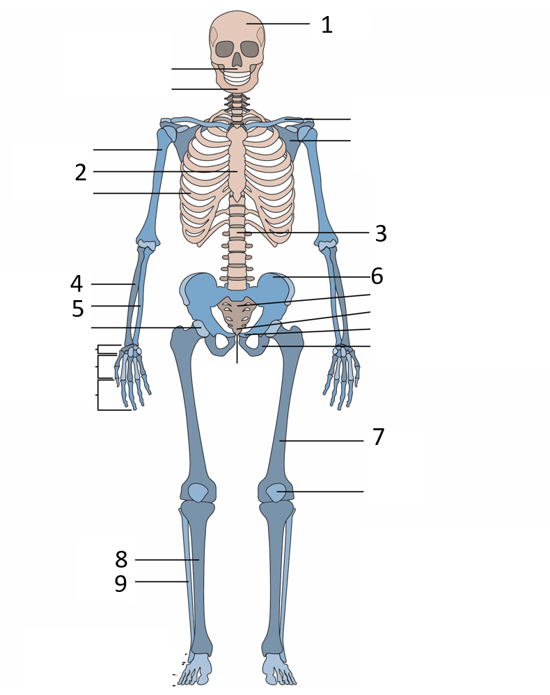 TEAS Test Science Review - The Skeletal System